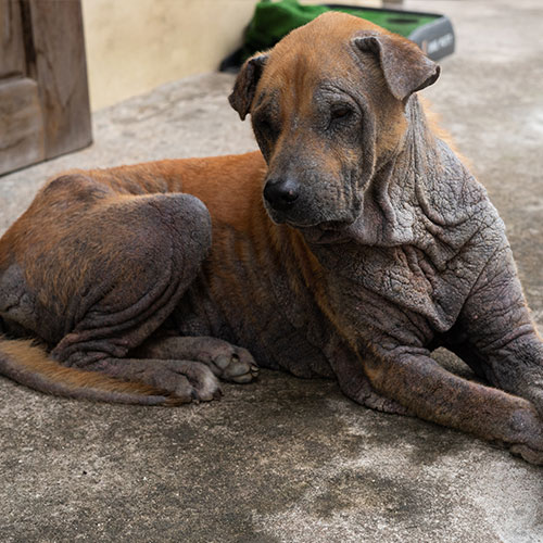 So gefährlich sind Miblen bei Hunden